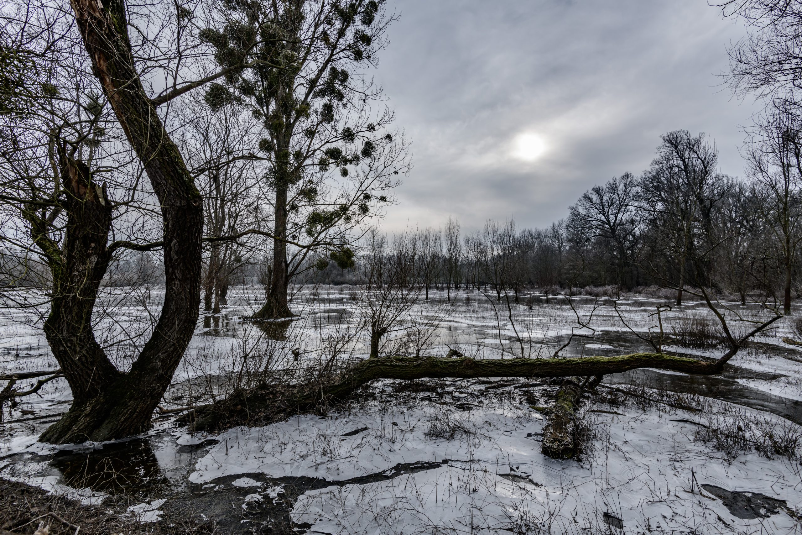Tydeligt sammenhæng mellem høj ekspression af PDL1 og effekten af ...